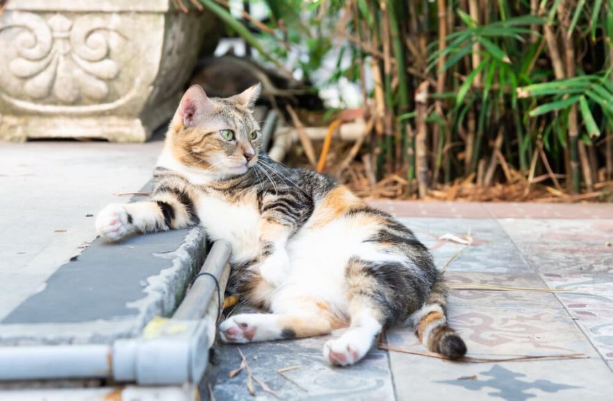 5 lugares del mundo donde los gatos son más que humanos - The Showroom Mag